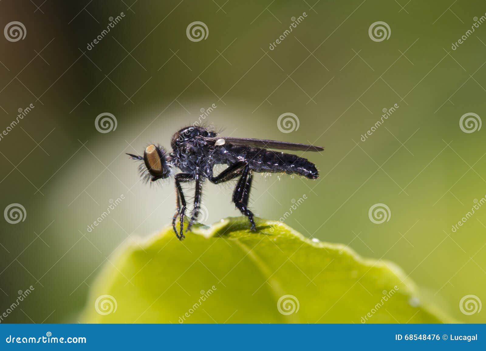 Robber Fly AKA Assassin Fly Macro Detail Side Shot Stock Photography ...
