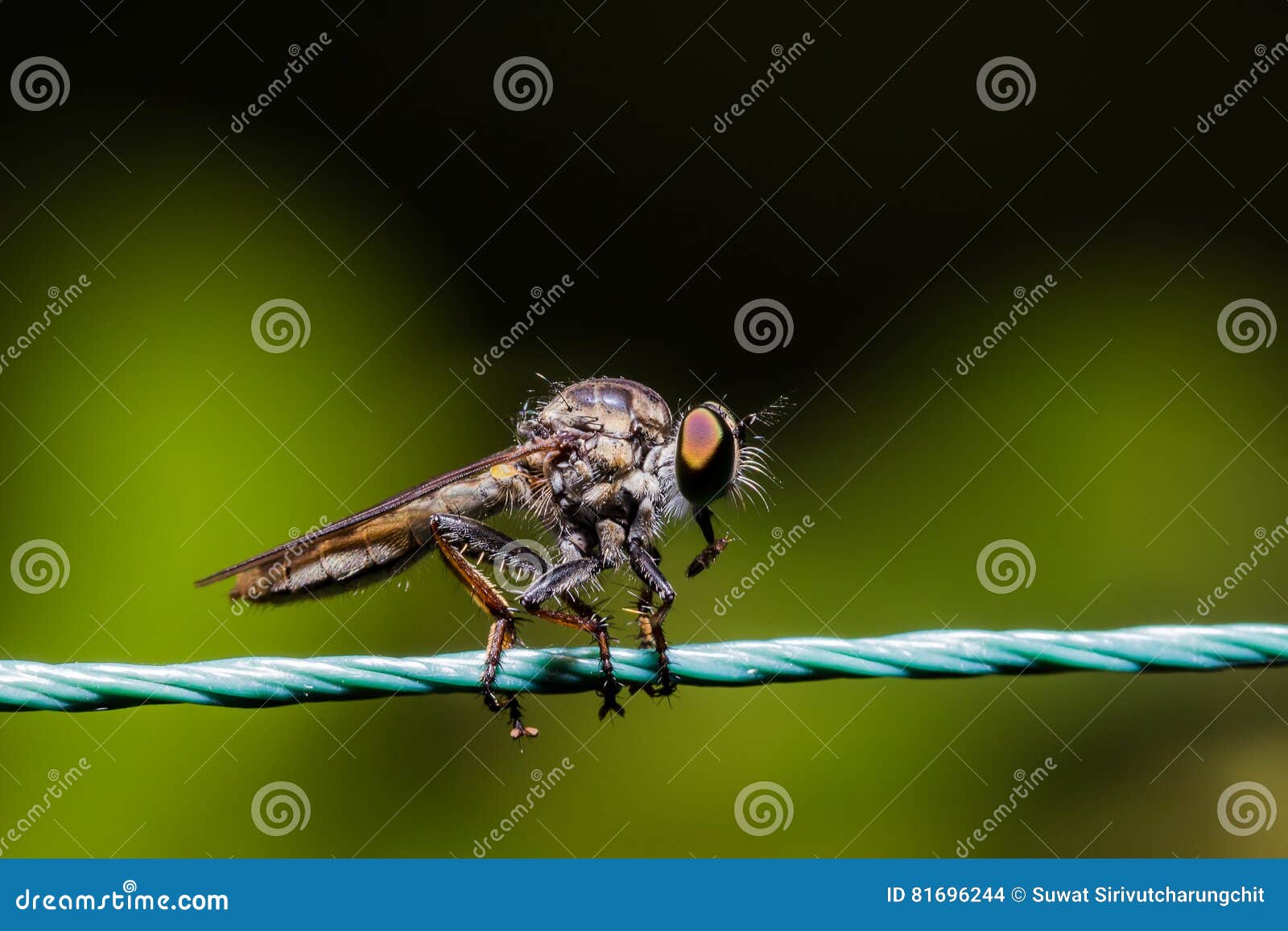 Robber Fly AKA Assassin Fly Macro Detail Side Shot Stock Photography ...