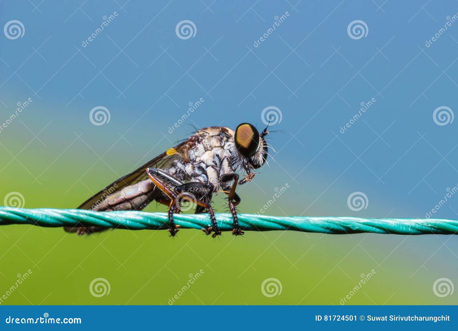 Robber Fly, Assassin Fly Asilidae Stock Image - Image of wild, nature ...