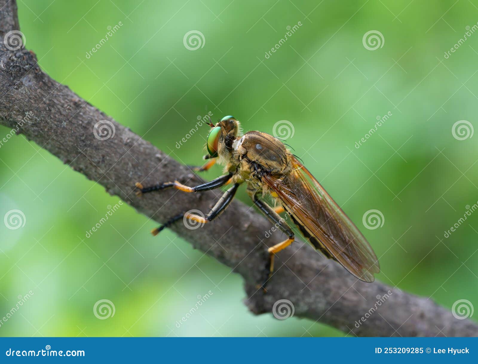 Robber Fly, Assassin Fly. a Close-up Stock Image - Image of yellow ...