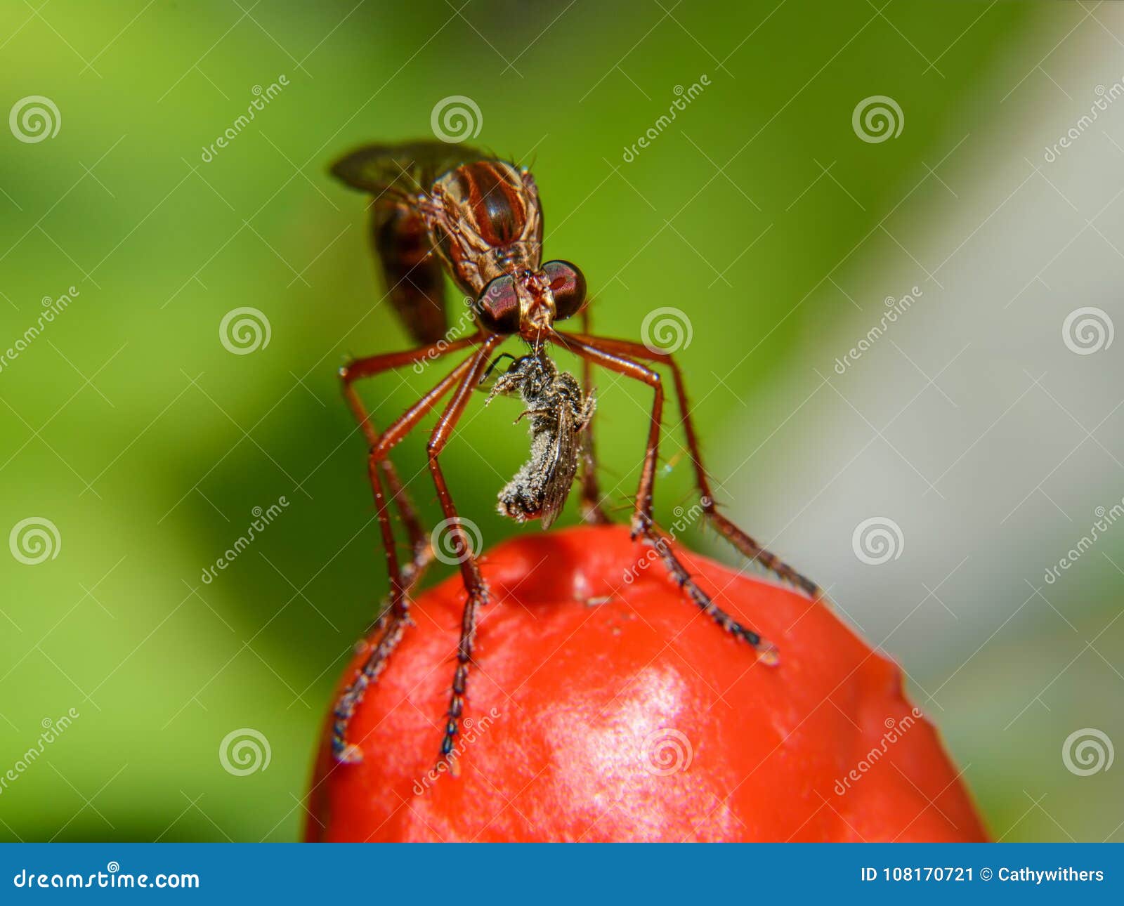 Robber Fly with Prey stock image. Image of invertebrate - 108170721