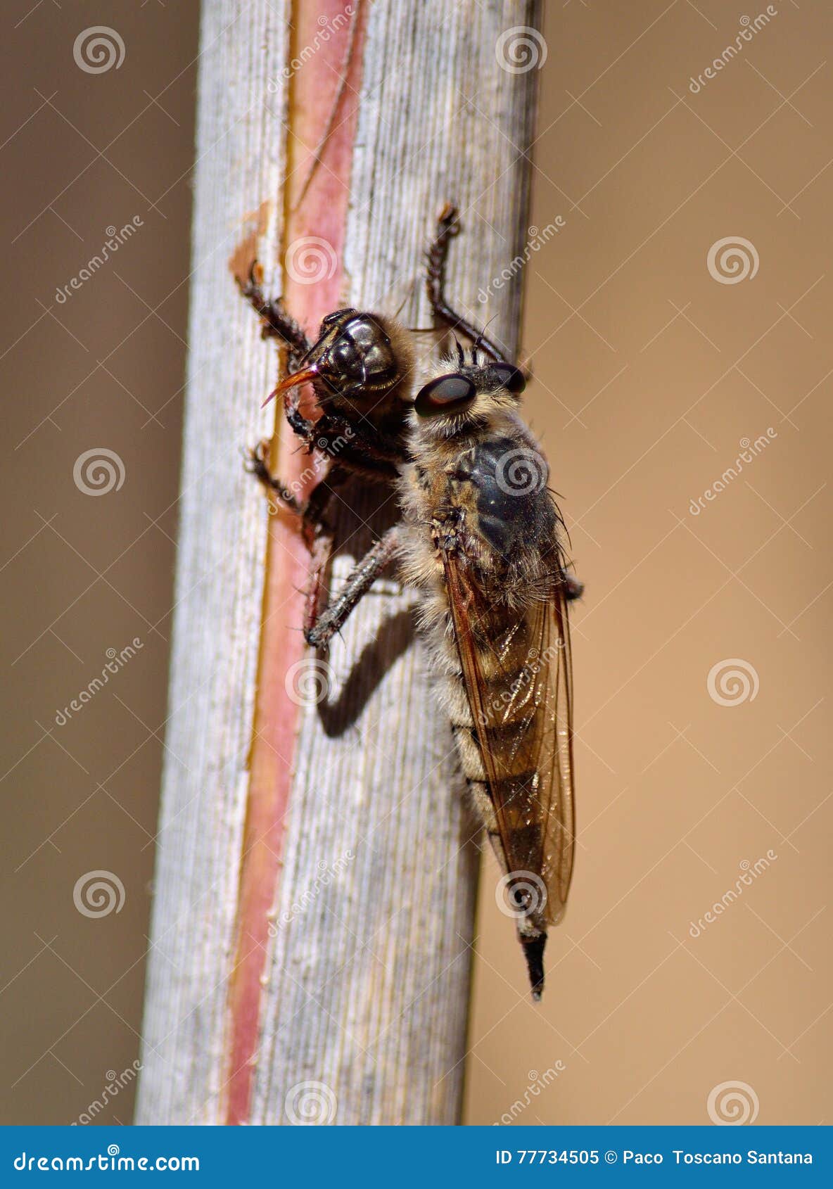 Robber Fly with Bee Under Its Claws Stock Image - Image of kingdom ...