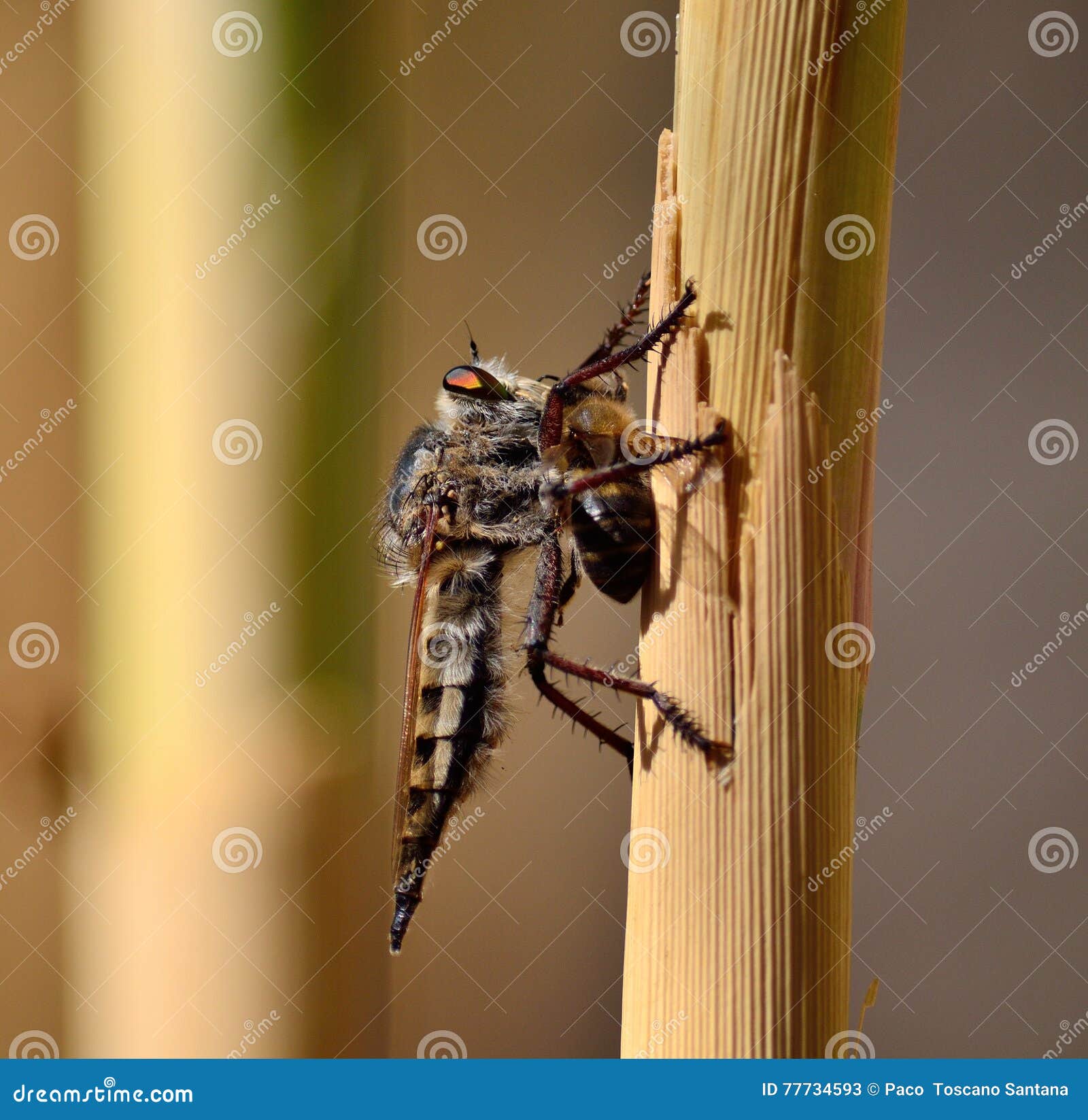 Robber Fly with Bee Under Its Claws Stock Image - Image of wildlife ...