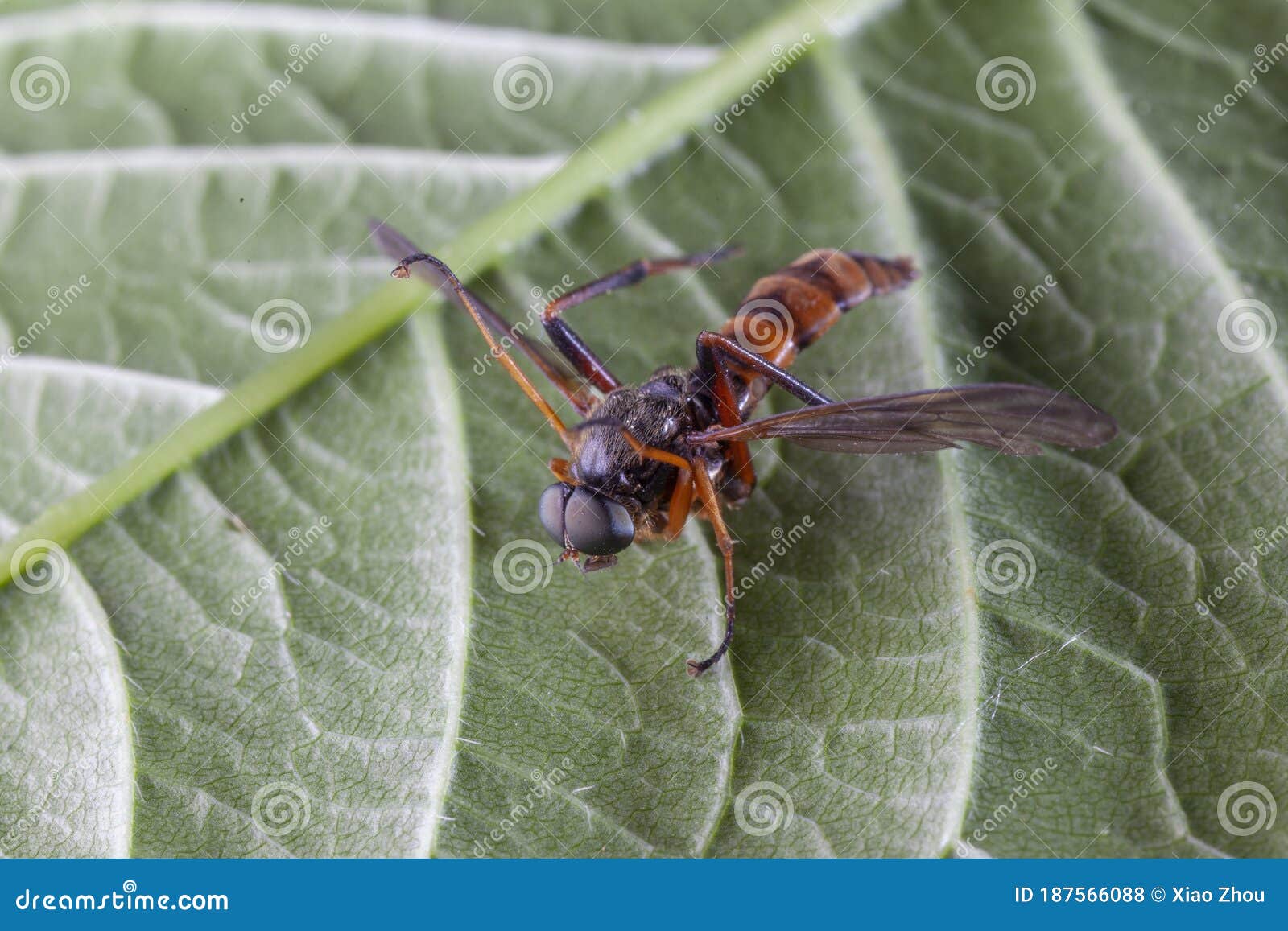 Robber fly stock photo. Image of forest, ancient, landscape - 187566088