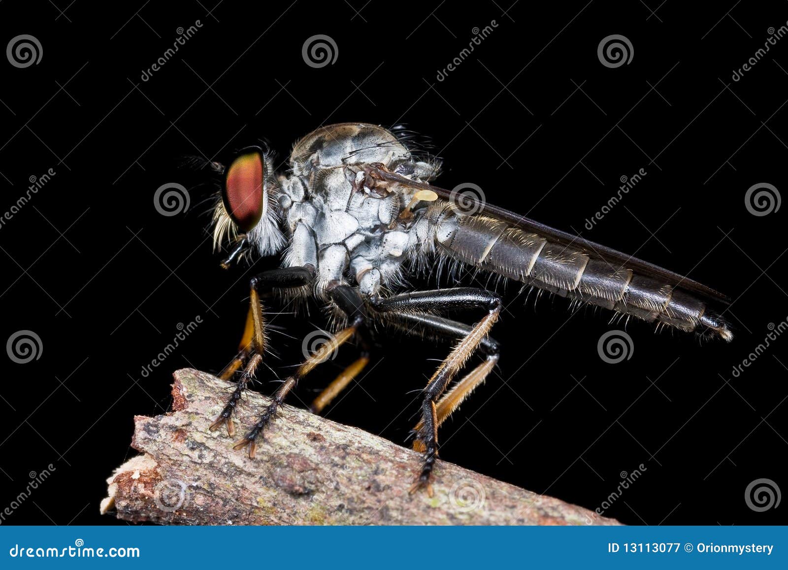 Robber Fly with Black Background Stock Image - Image of foliage, macro ...