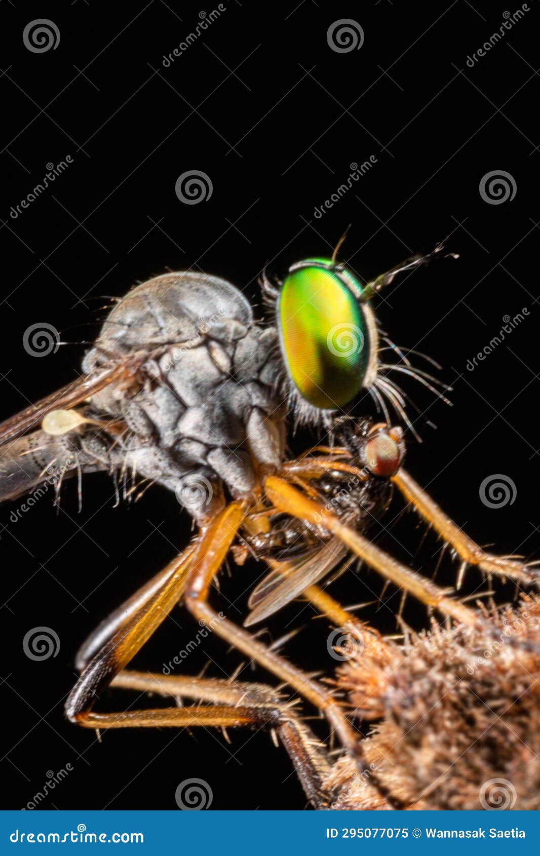 Robber Fly on a Black Background. Macro Stock Image - Image of abdomen ...