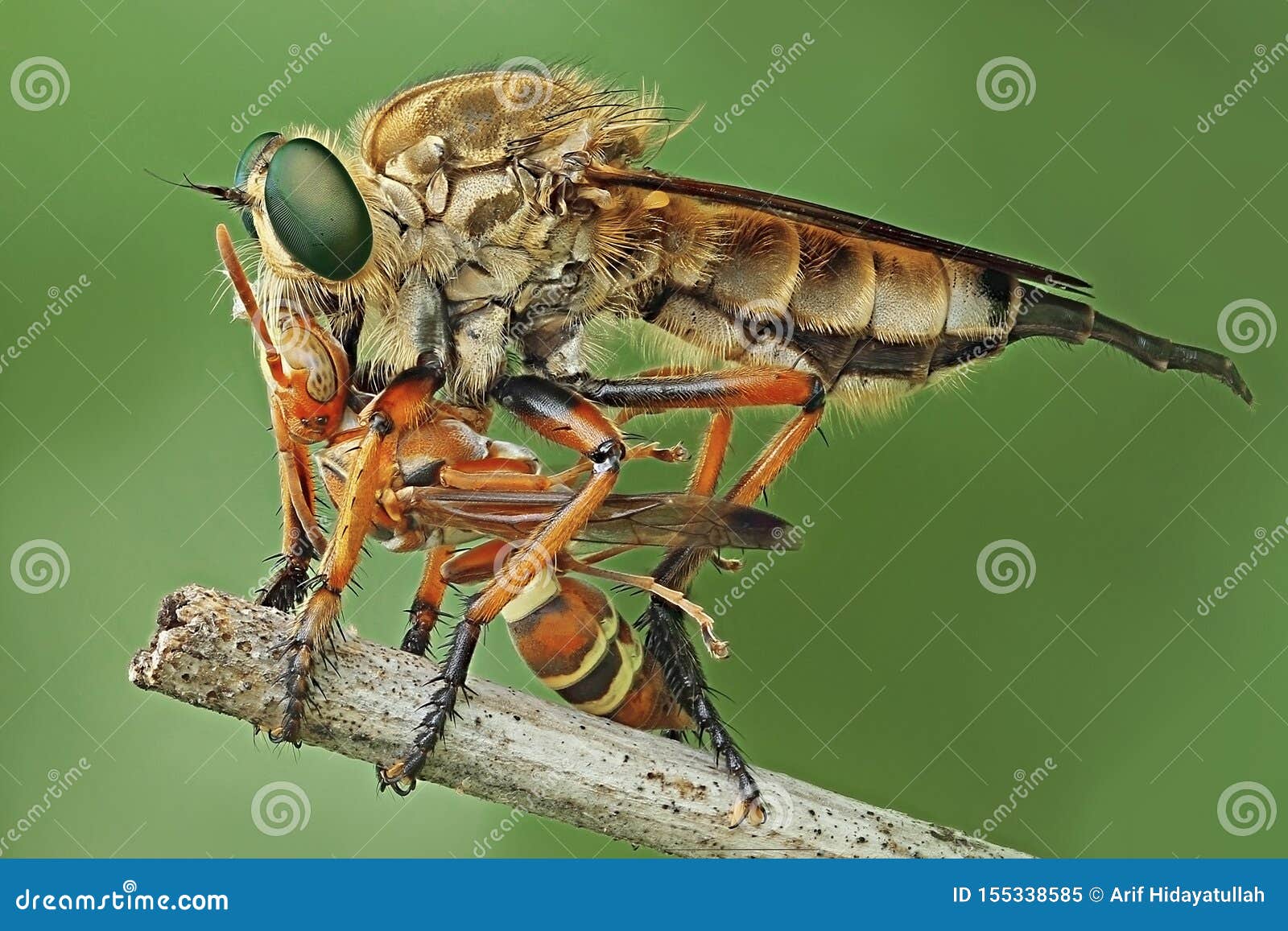 A Robber Fly on the Branch Eating the Wasp Stock Image - Image of ...