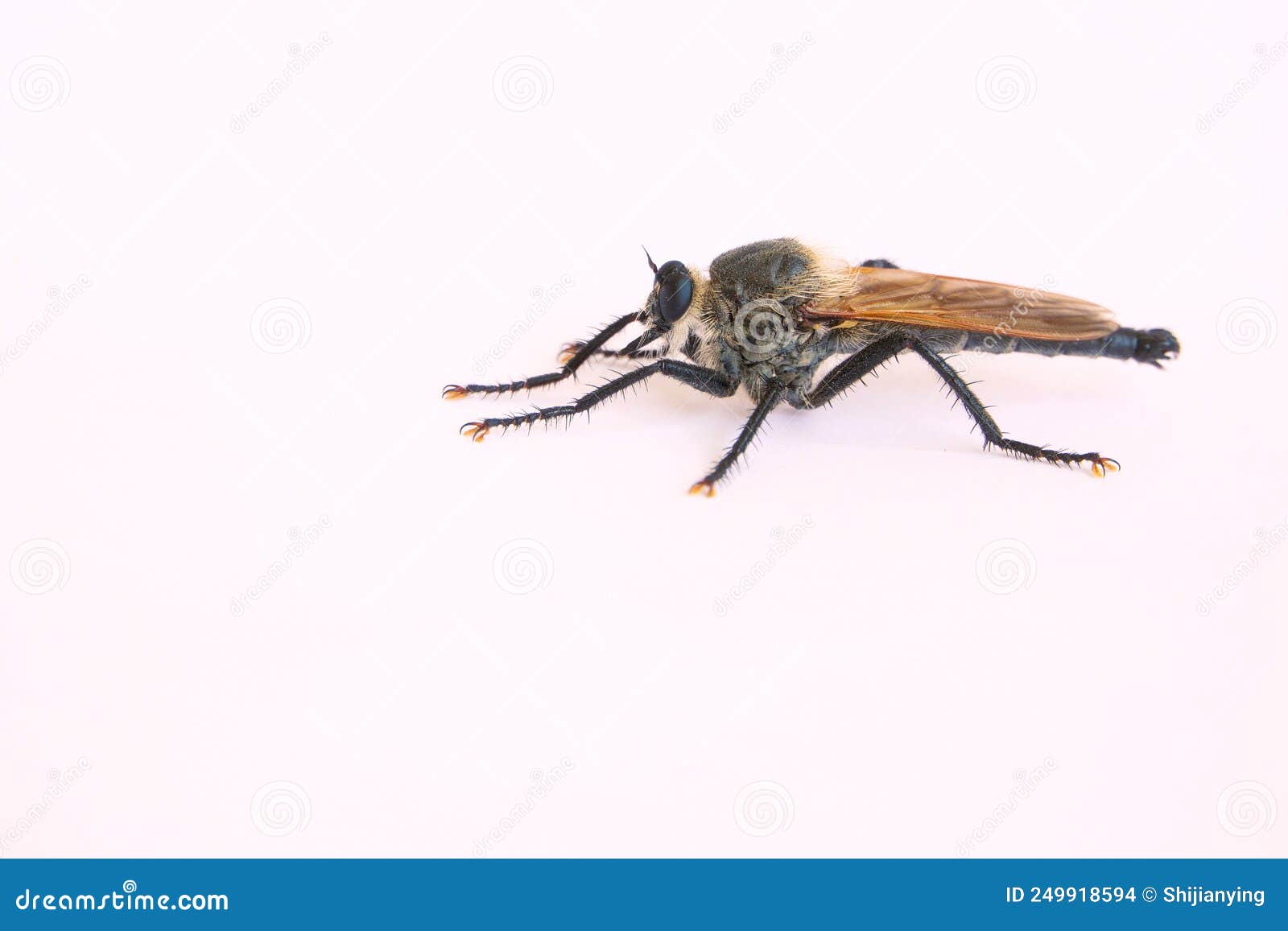 Robber fly stock photo. Image of asilidae, resting, wild - 249918594