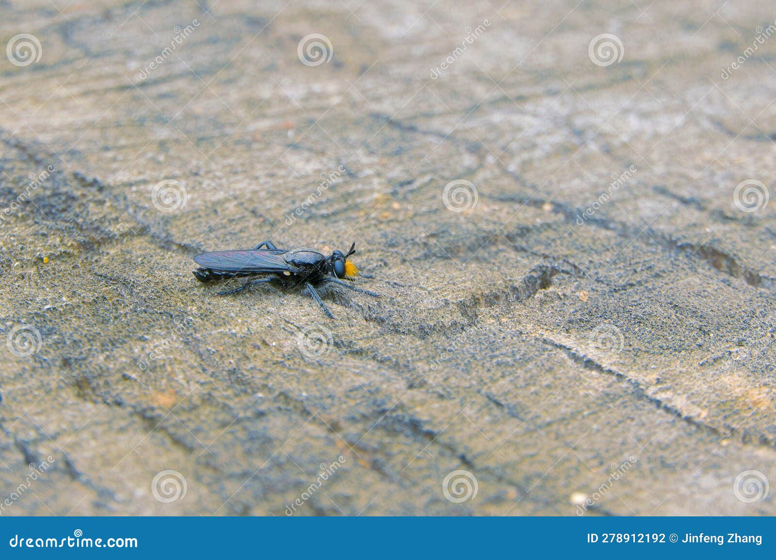 Robber fly stock photo. Image of beard, dipterans, asilidae - 278912192