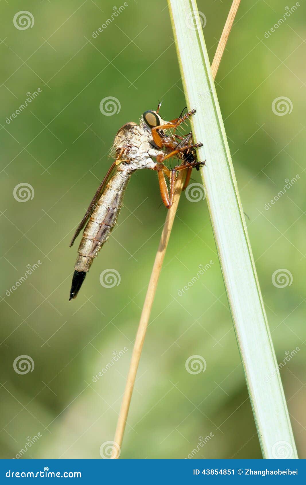 Robber fly stock image. Image of wild, gadfly, diptera - 43854851