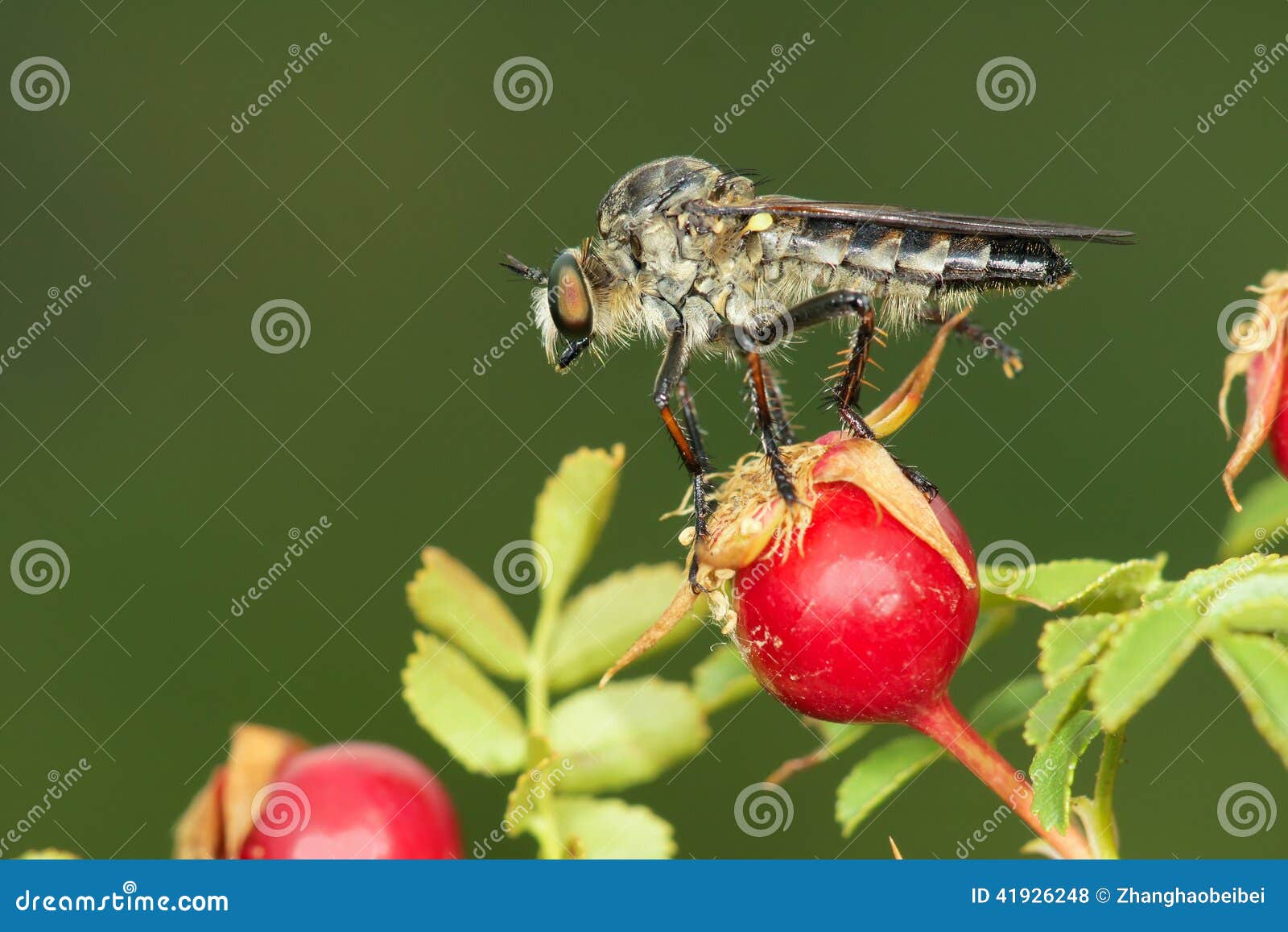Robber fly stock photo. Image of close, wild, insectivorous - 41926248