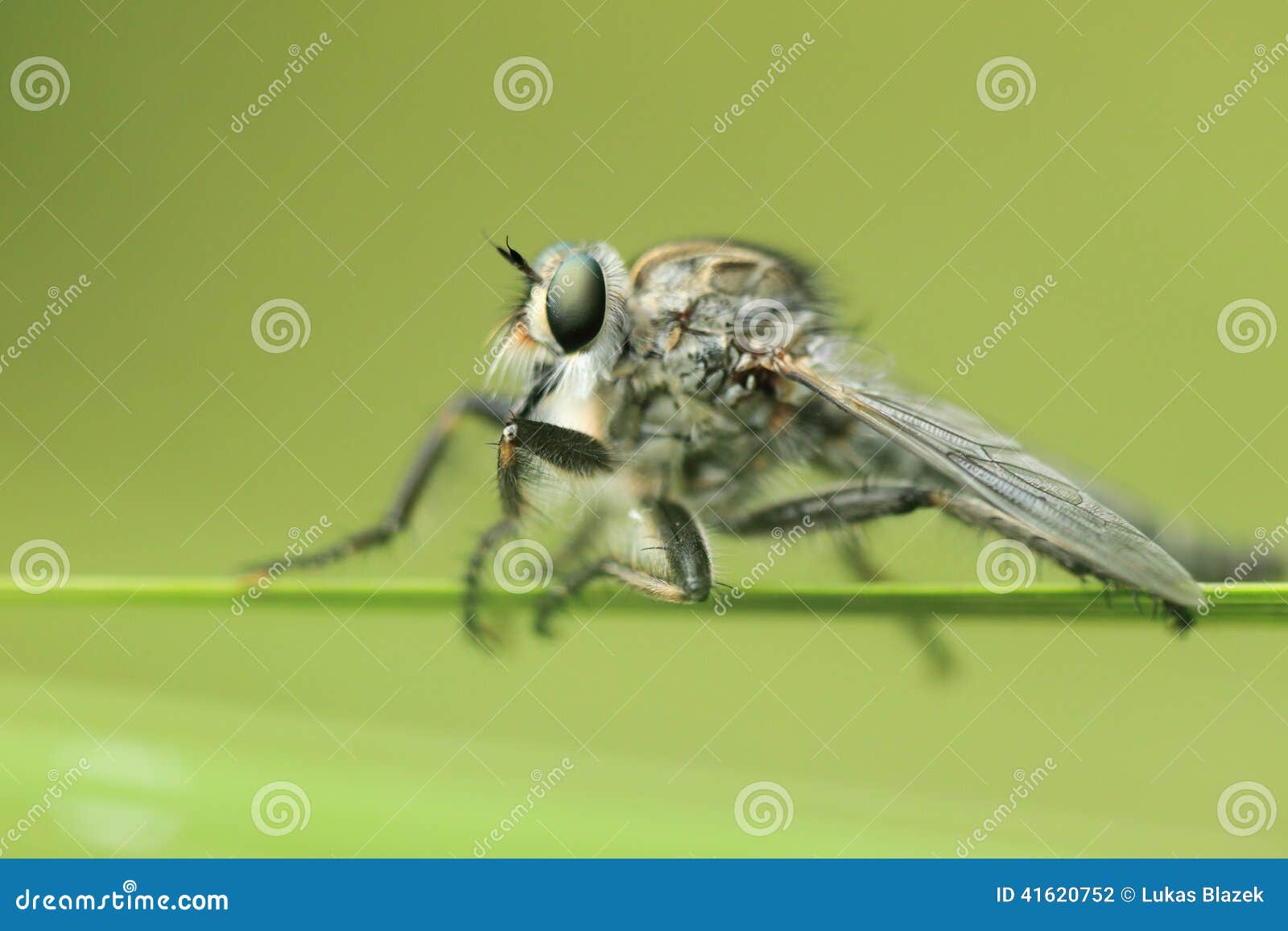 Robber fly stock photo. Image of asilidae, animal, detail - 41620752