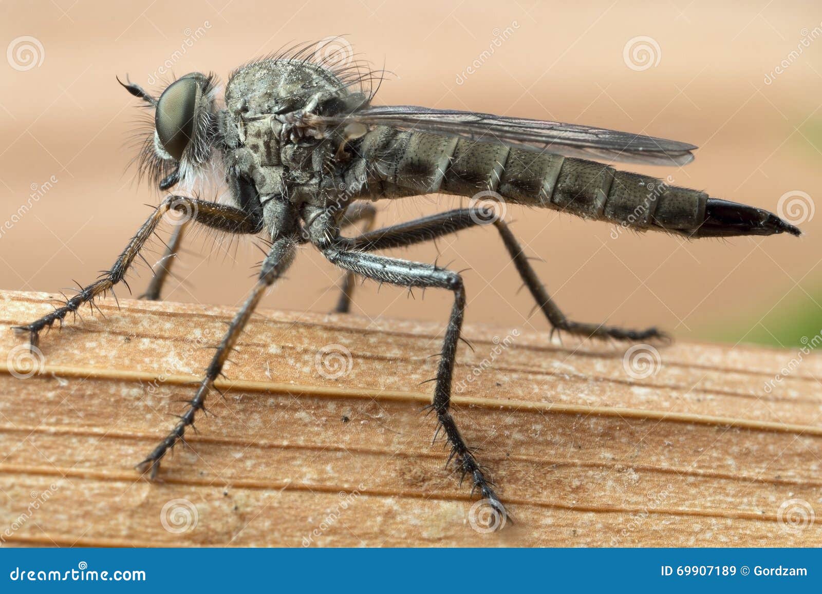 Robber fly closeup stock image. Image of insects, robberflies - 69907189