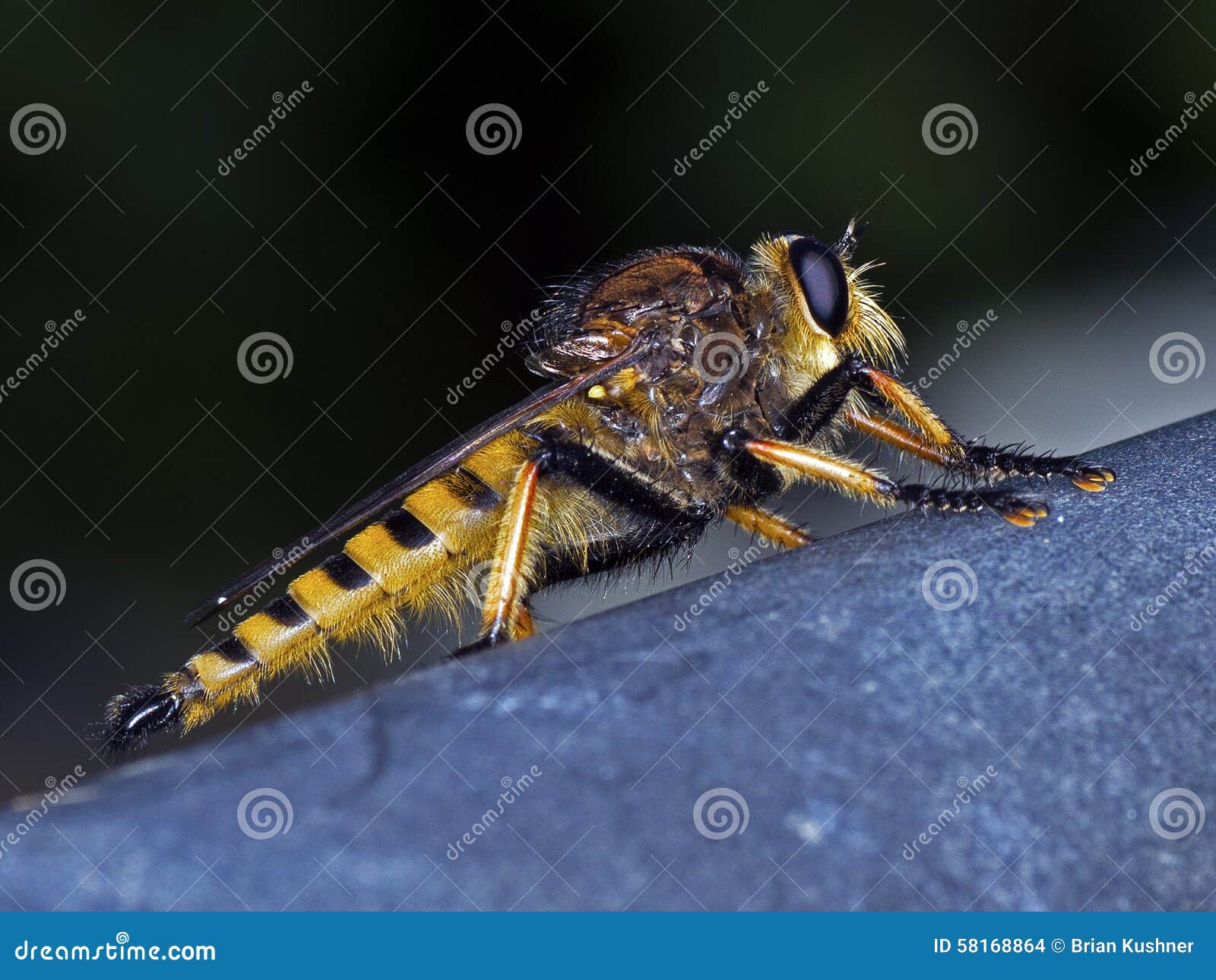 Robber Fly stock photo. Image of fauna, flora, hairy - 58168864