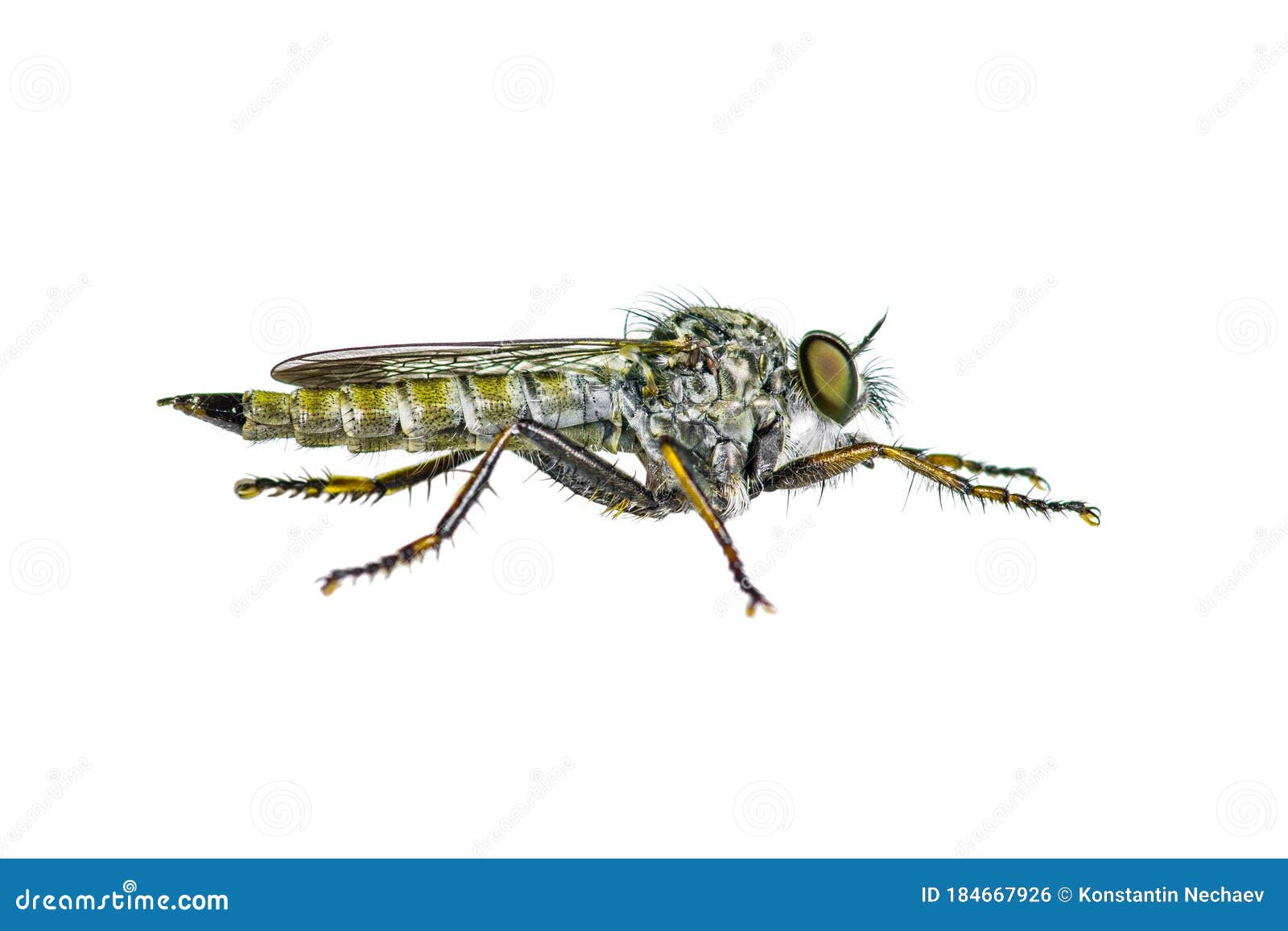Robber Fly Diptera Predator Insect Isolated on White Stock Photo ...