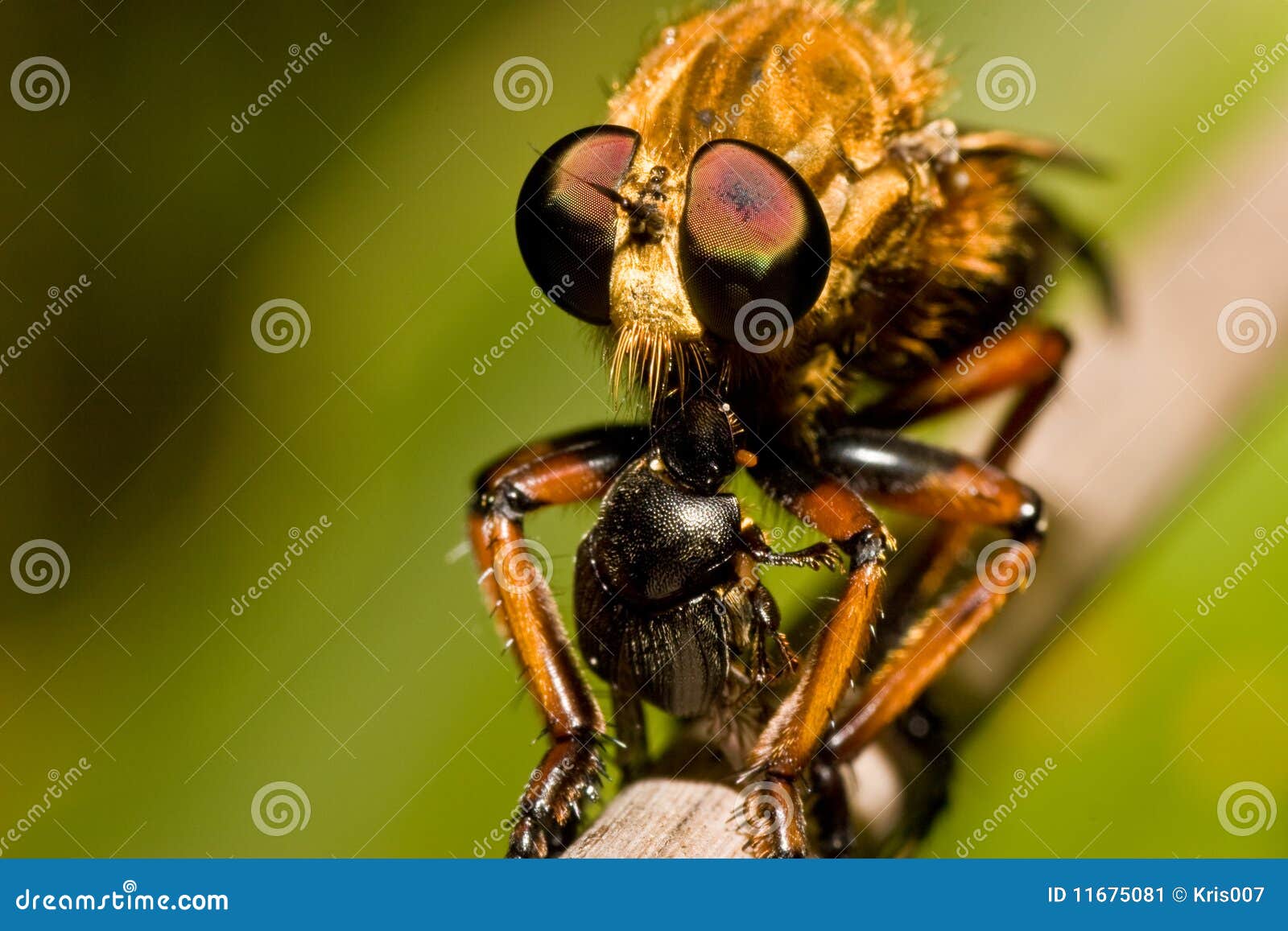 Robber fly eating a beetle stock image. Image of chewing - 11675081