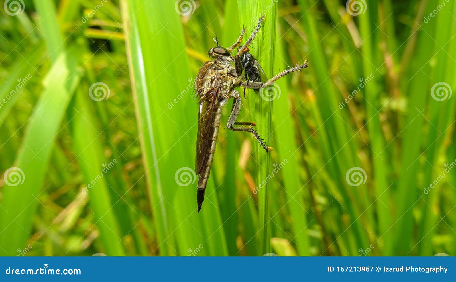 The Robber Fly is Eating Flies on Elephant Grass Stock Image - Image of ...