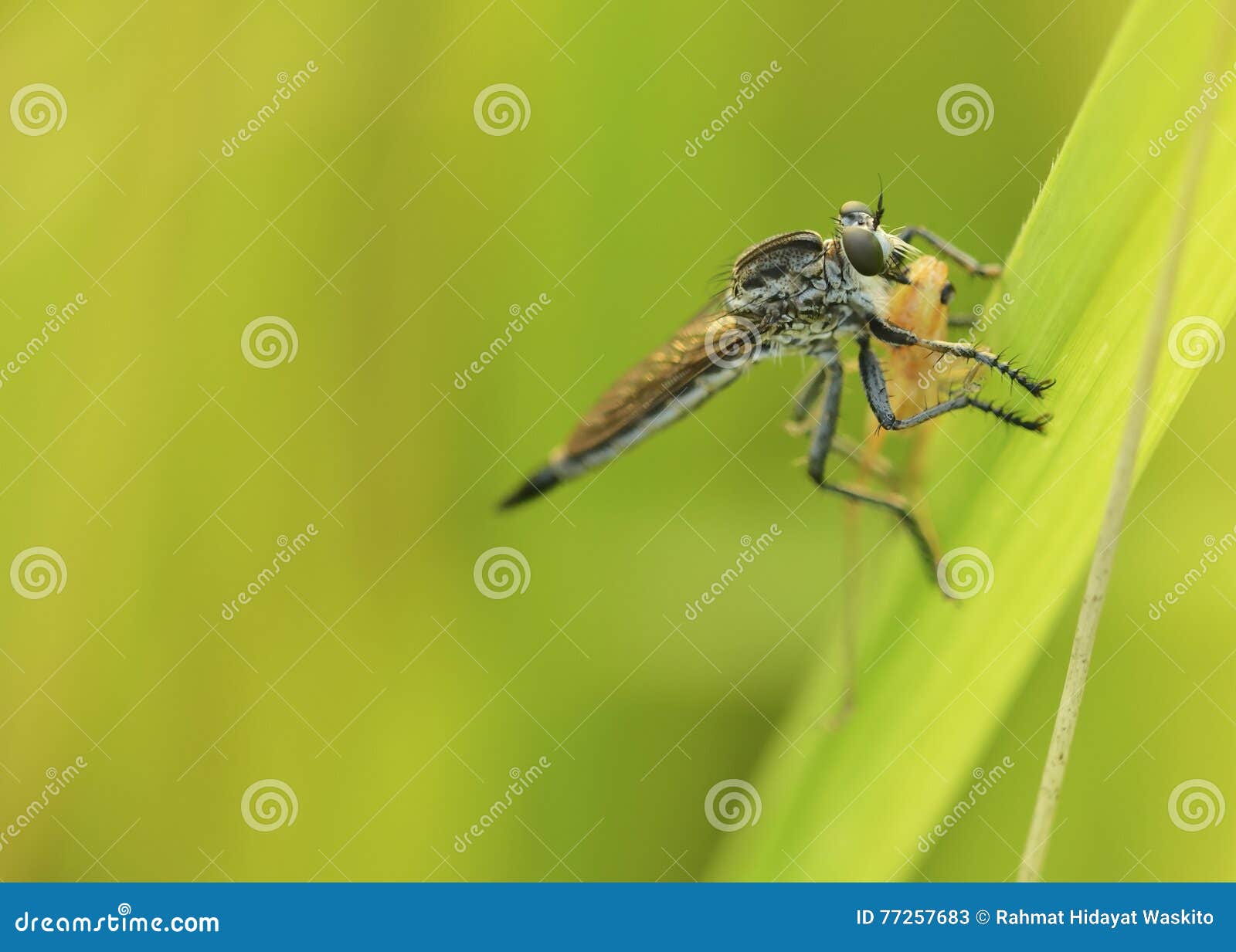 Robber Fly stock image. Image of green, grass, diptera - 77257683