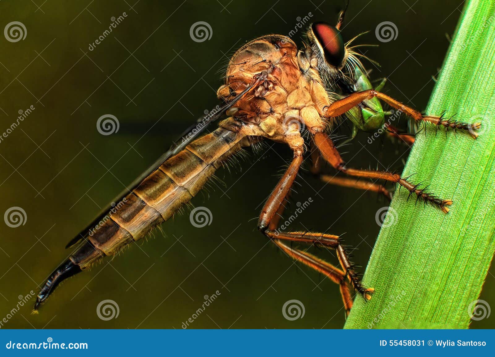 Robber Fly Eating stock image. Image of predator, robber - 55458031