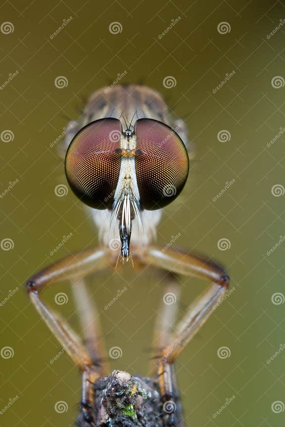 Robber fly face to face stock photo. Image of park, macro - 13113124
