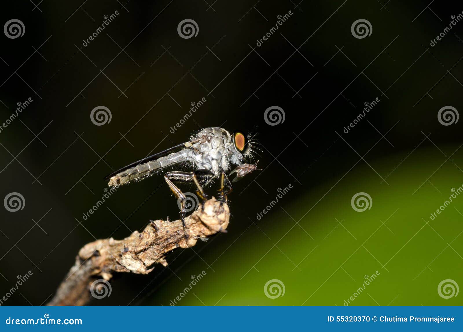 Robber fly stock photo. Image of feeding, robber, insect - 55320370