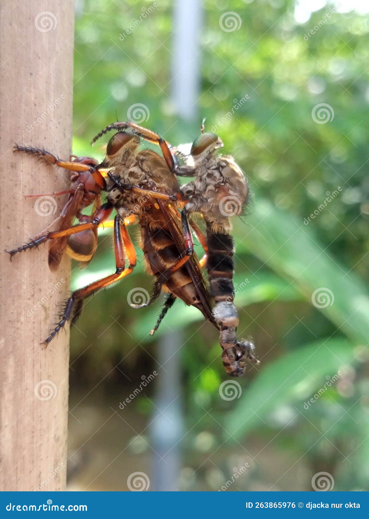 Promachus stock photo. Image of invertebrate, insect - 263865976