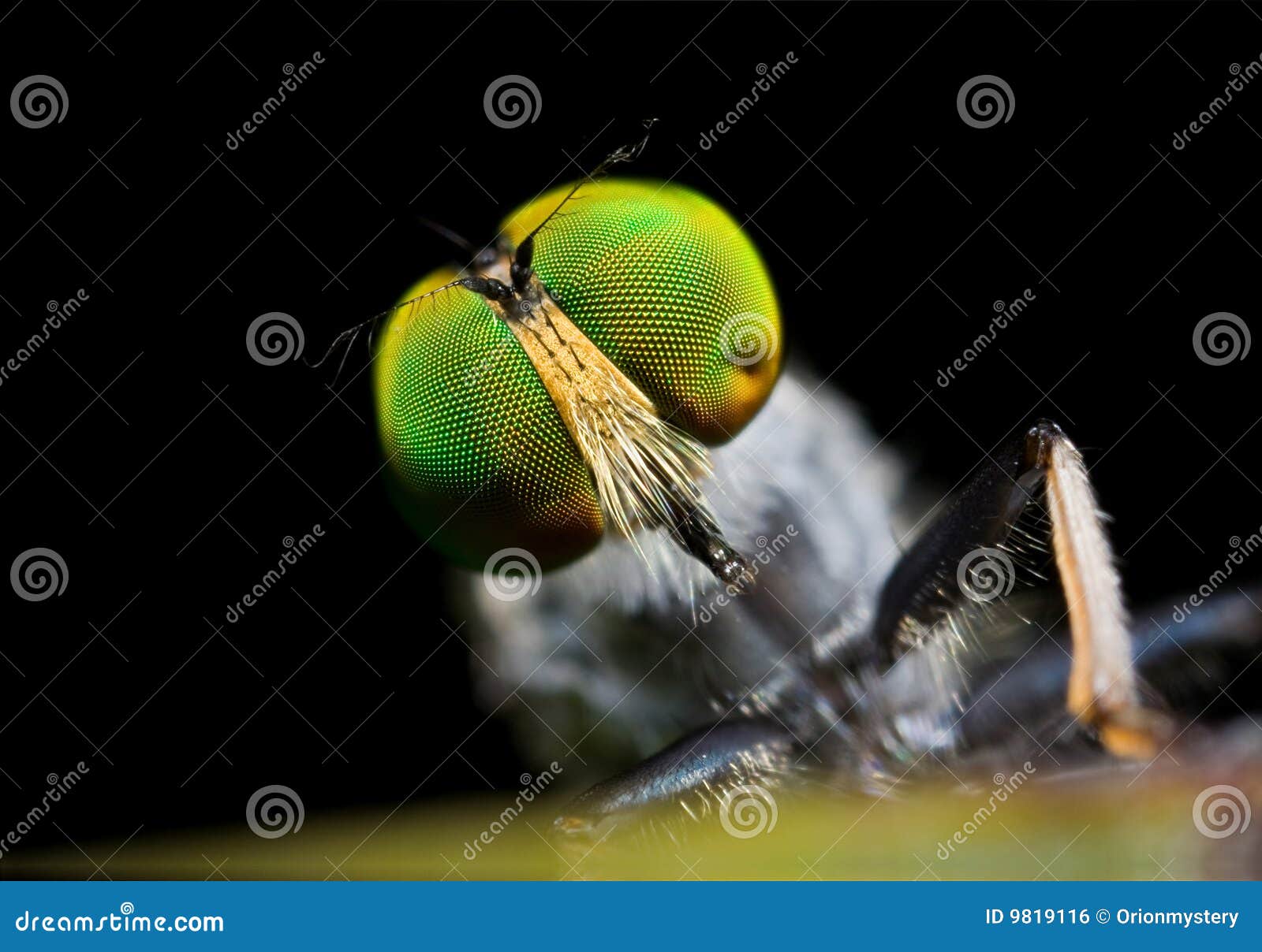 Robber fly with green eyes stock photo. Image of mugshot - 9819116