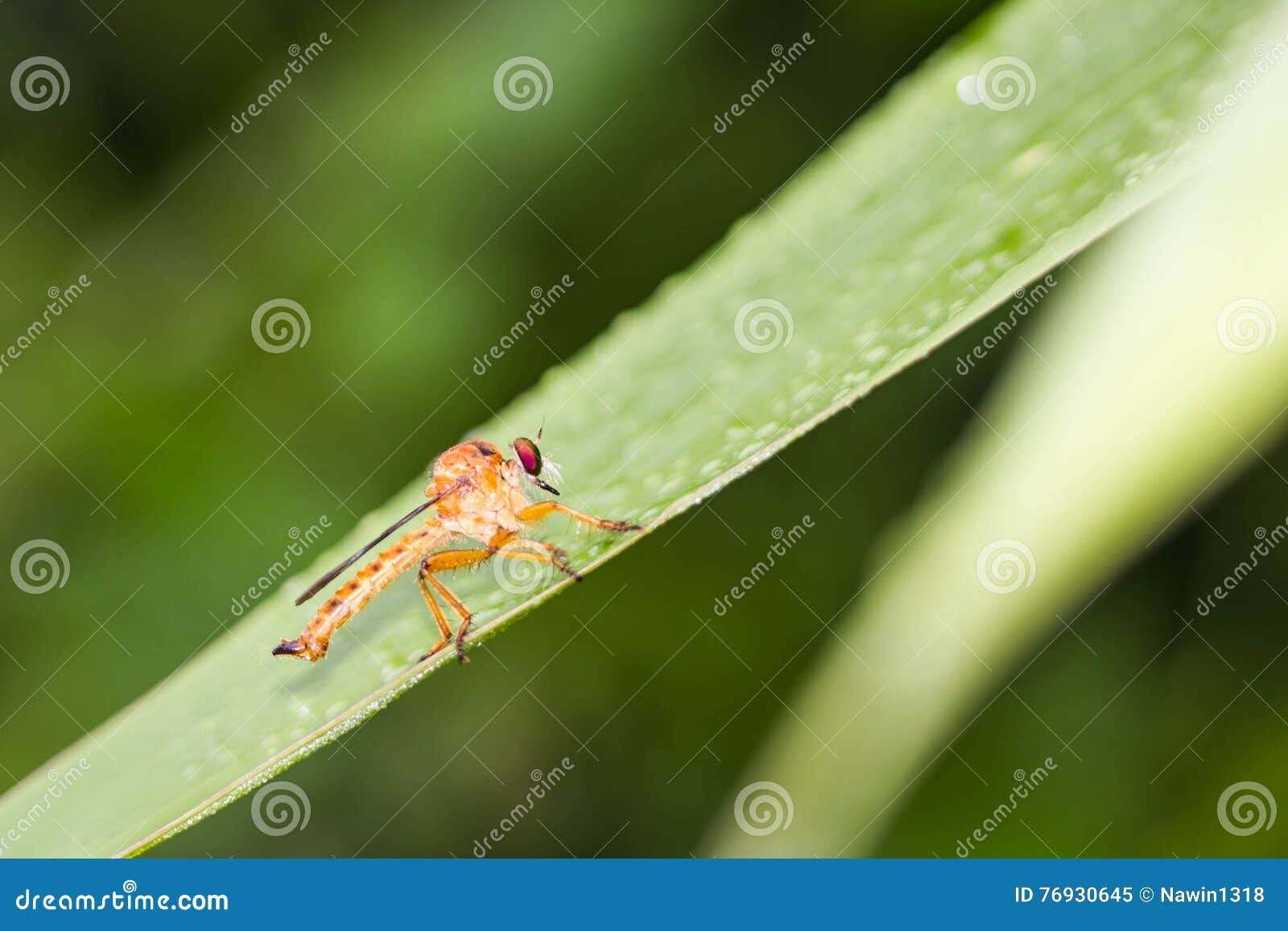 Robber fly on green leaf stock image. Image of nature - 76930645