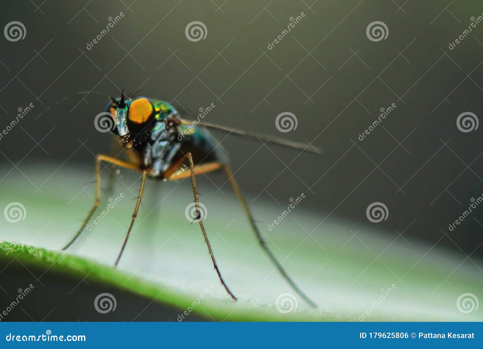 Robber fly on green leaves stock photo. Image of leaf - 179625806