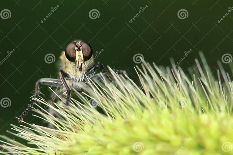 Robber fly stock image. Image of macro, wildlife, hunter - 33184265