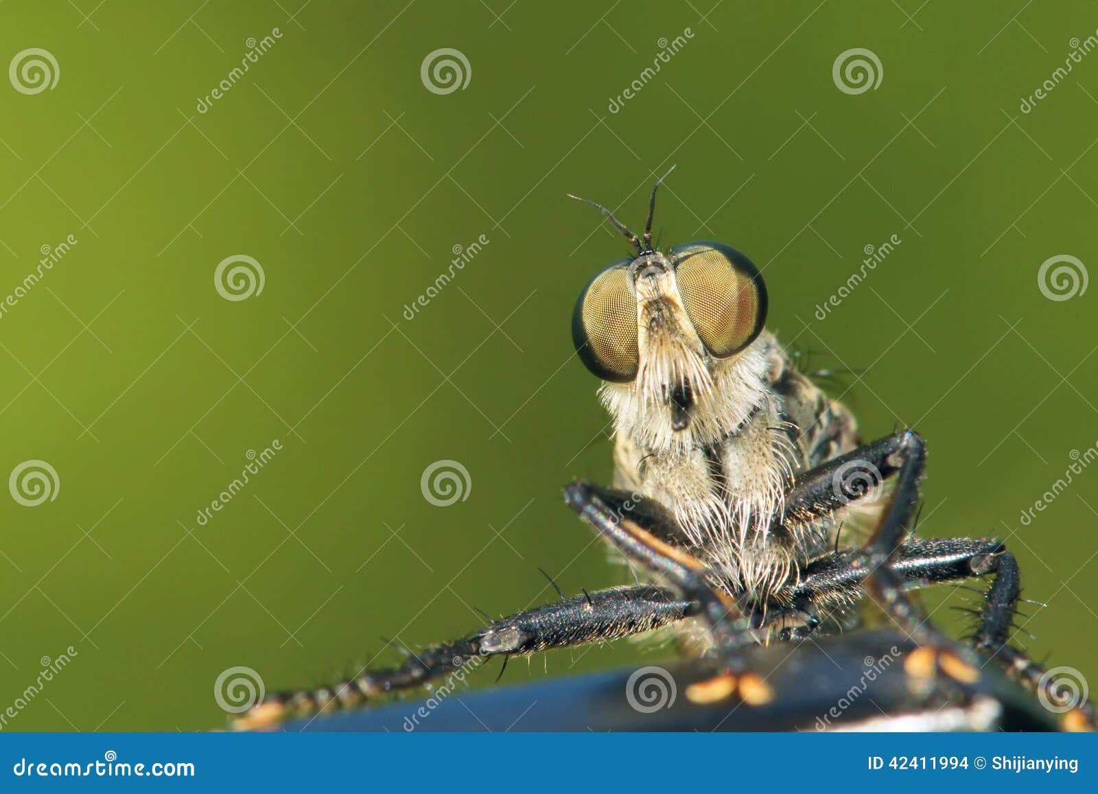 Robber fly stock photo. Image of ommateum, closeup, deathtick - 42411994