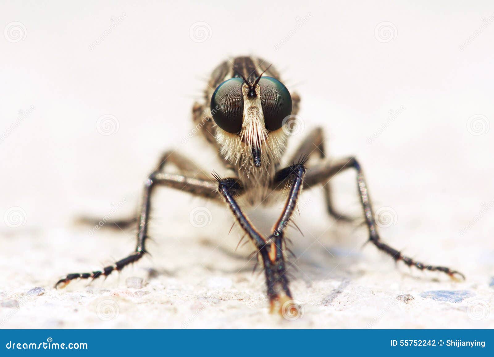 Robber fly stock photo. Image of closeup, tick, asilidae - 55752242