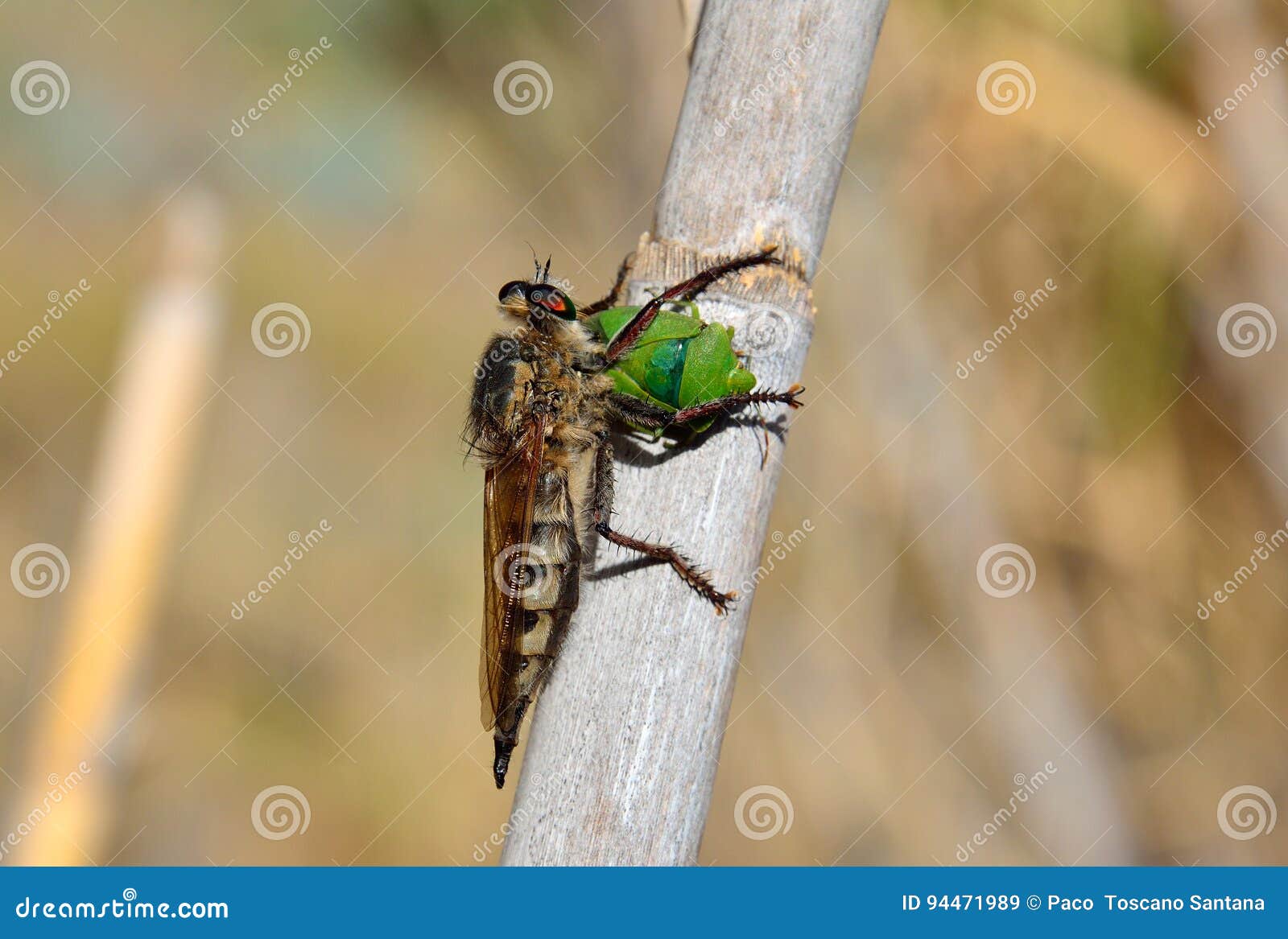 Robber Fly Hunting a Green Bug Stock Image - Image of insects ...