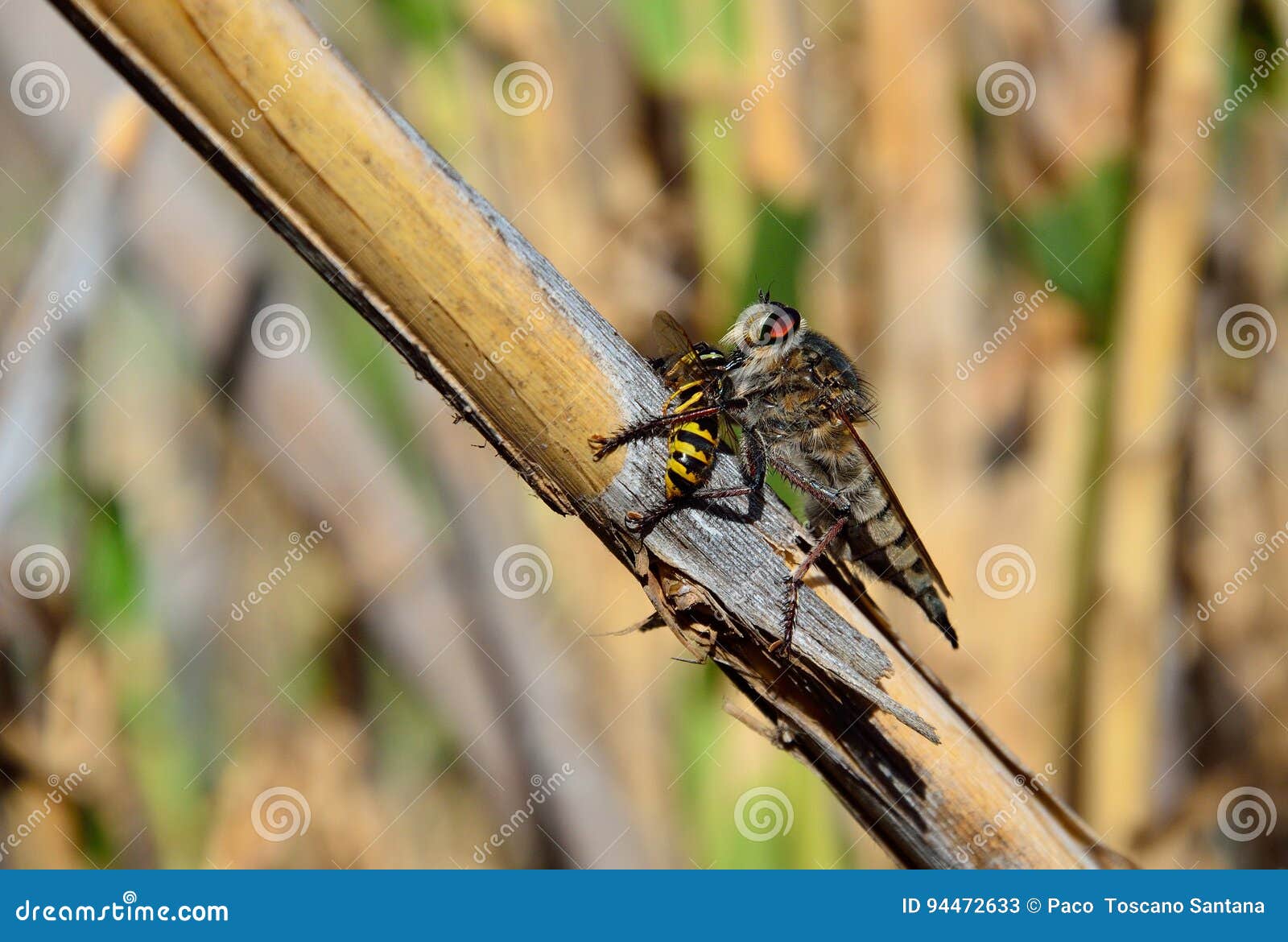 Robber Fly Hunting Small Wasp Stock Image - Image of invertebrates ...
