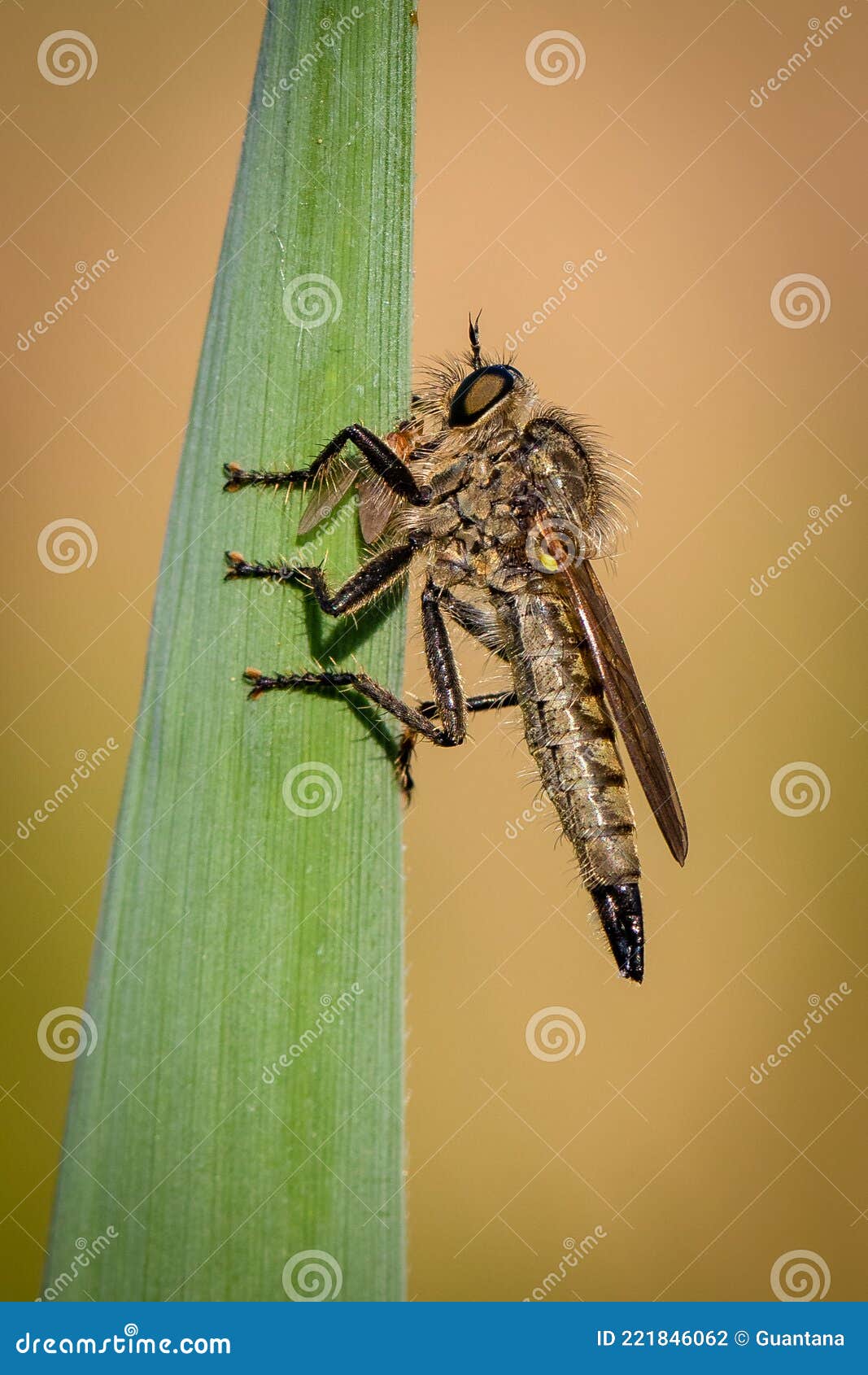 Robber fly close up macro stock photo. Image of background - 221846062