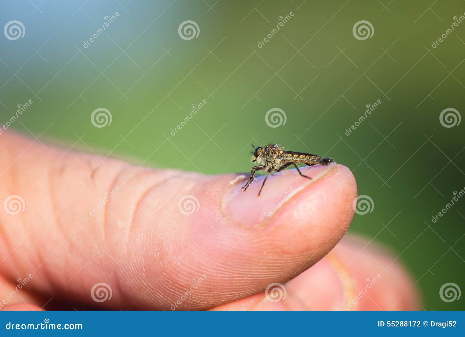 Robber Fly, Insect in My Hand Resting Stock Photo - Image of life ...