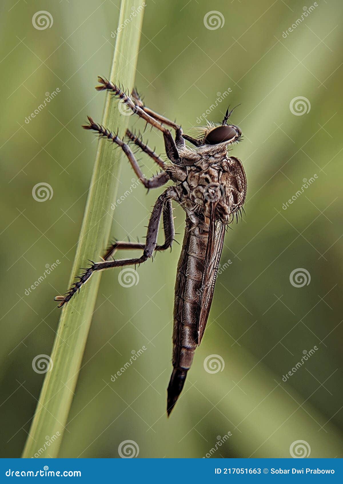 Lalat Hitam Stock Photos - Free & Royalty-Free Stock Photos from Dreamstime
