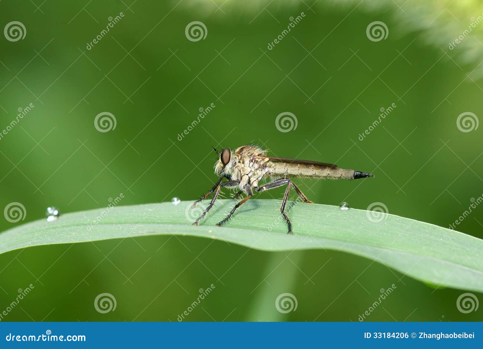 Robber fly stock photo. Image of legs, insects, insect - 33184206