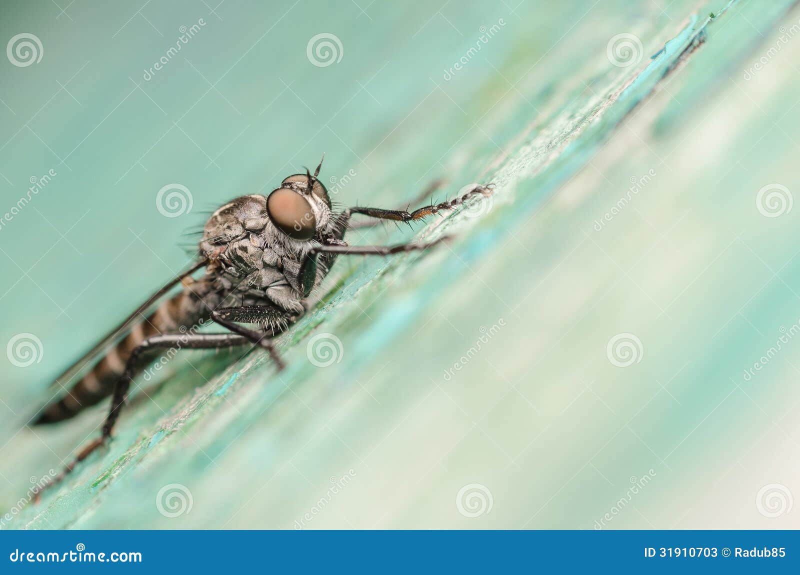 Robber Fly Macro stock image. Image of close, robberfly - 31910703