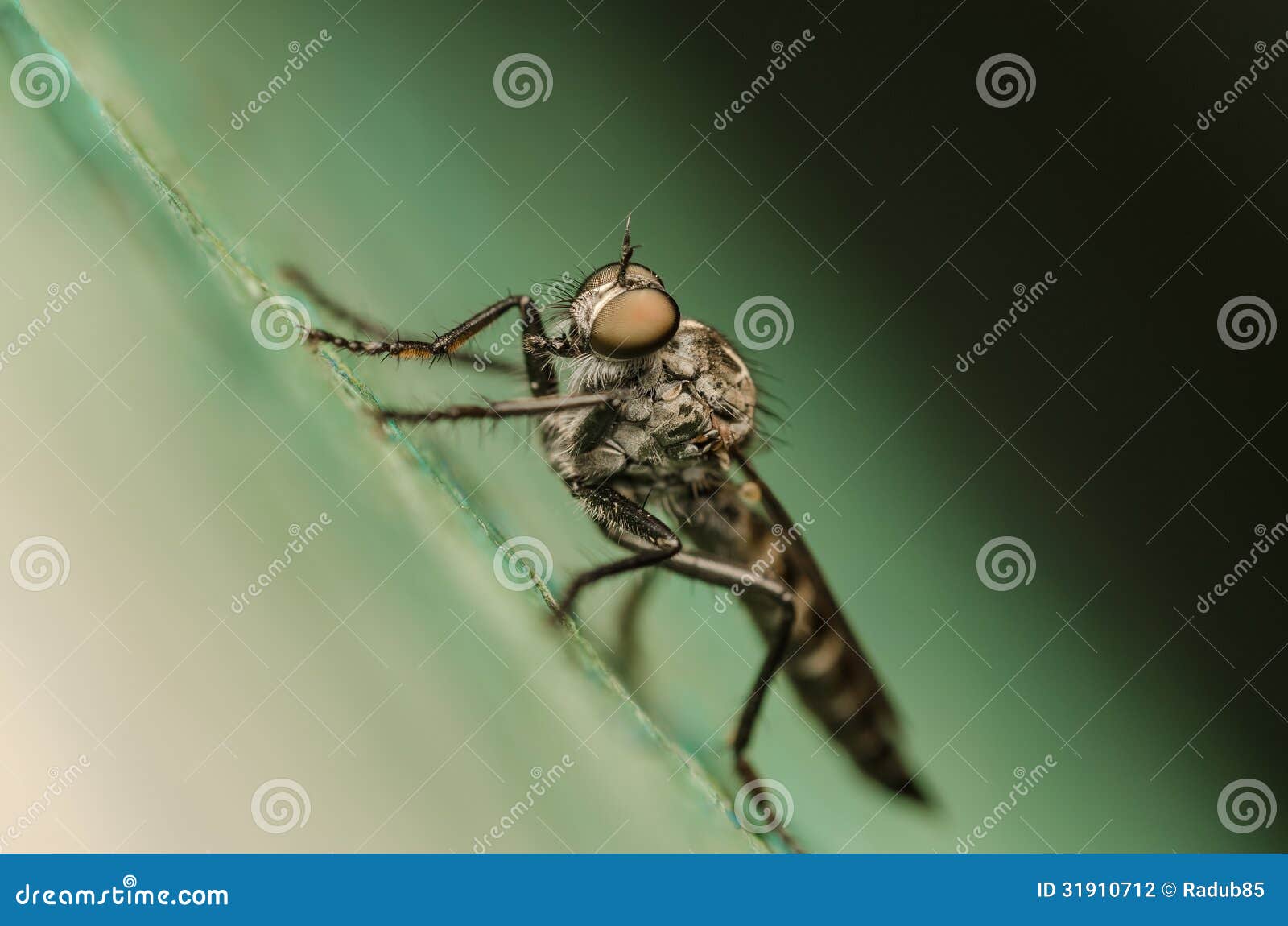 Robber Fly Macro stock photo. Image of park, background - 31910712