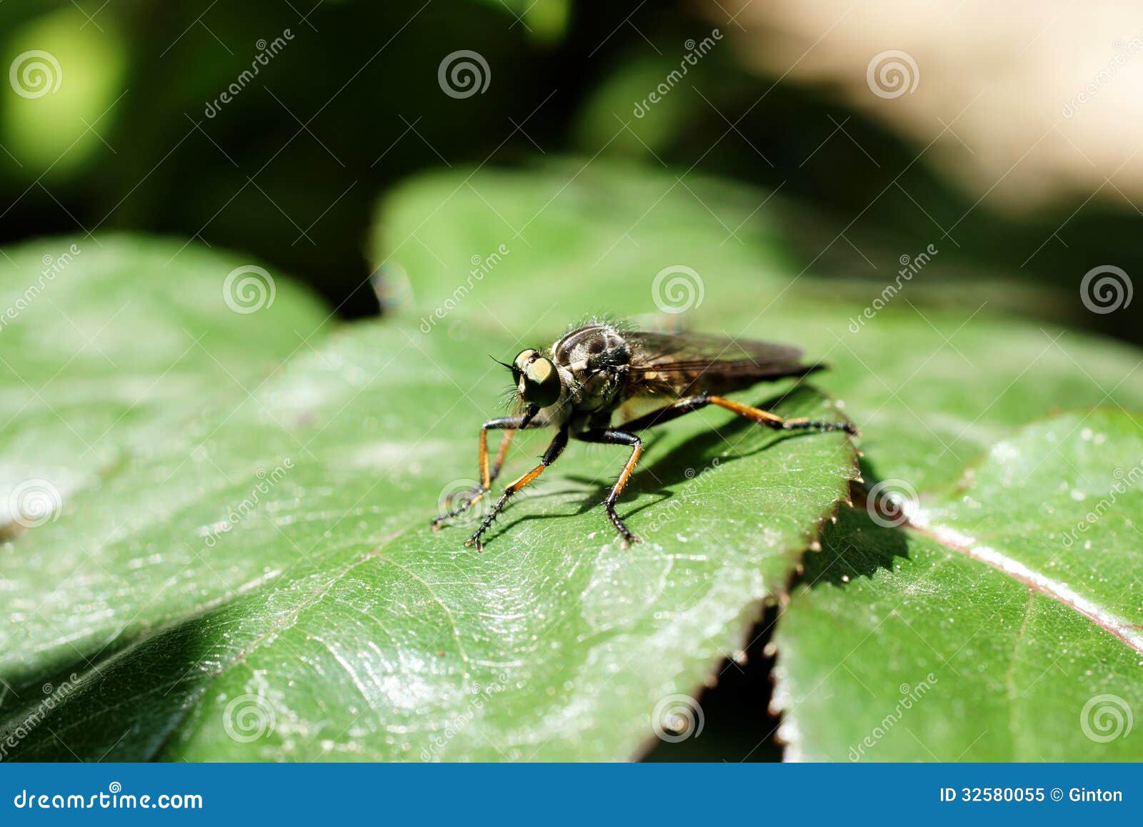 Robber fly stock image. Image of wildlife, plant, leaf - 32580055