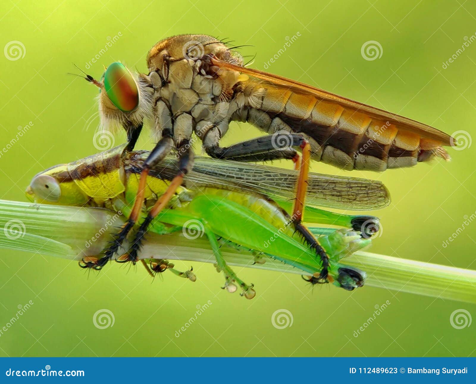 Robber Fly stock image. Image of macro, nature, robber - 112489623
