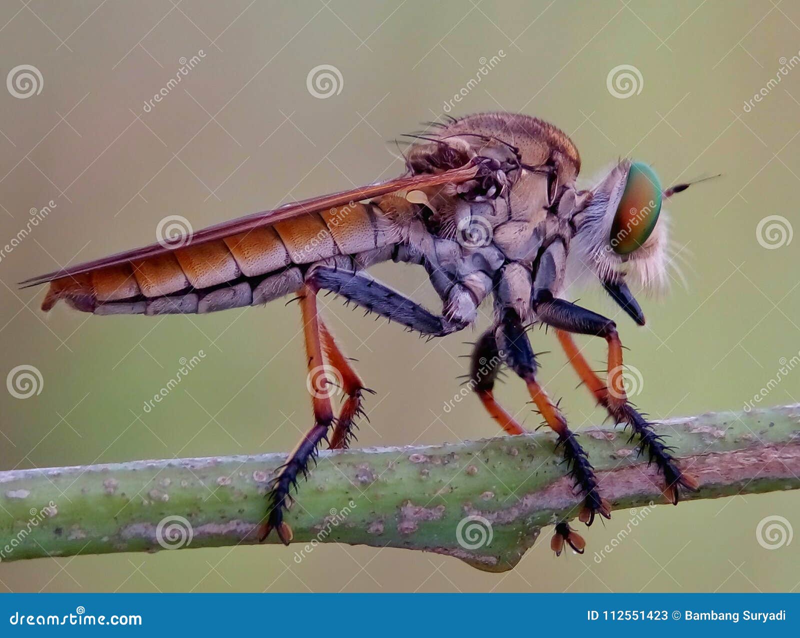 Robber Fly stock image. Image of insect, nature, robber - 112551423