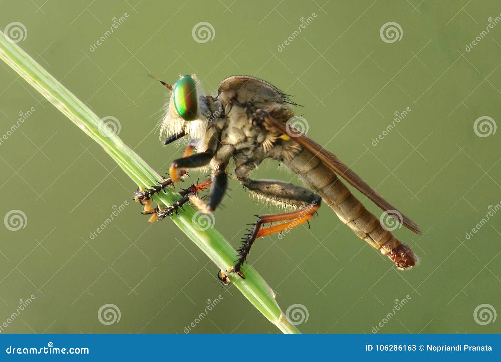 Robber Fly stock image. Image of wing, arthropod, invertebrate - 106286163
