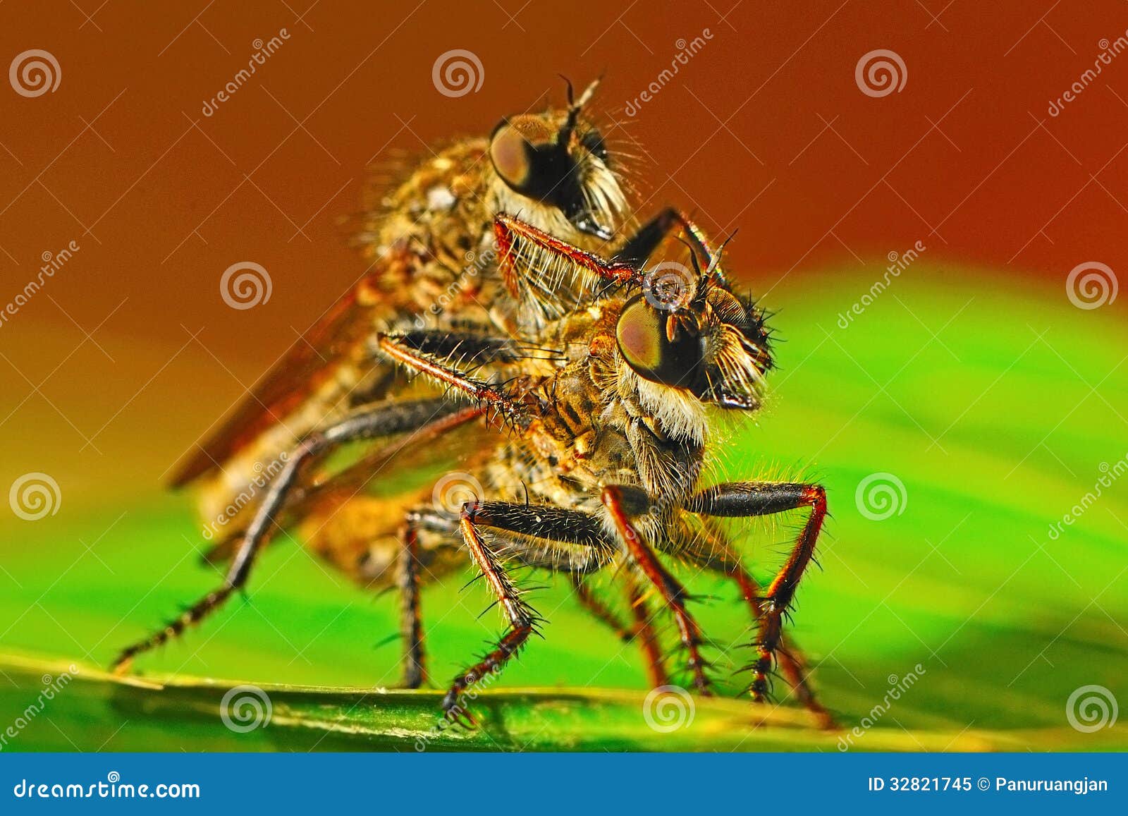 Robber fly stock image. Image of plant, closeup, nature - 32821745