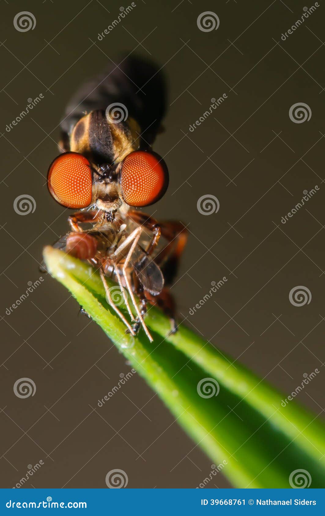 Robber Fly with a Meal stock image. Image of natural - 39668761