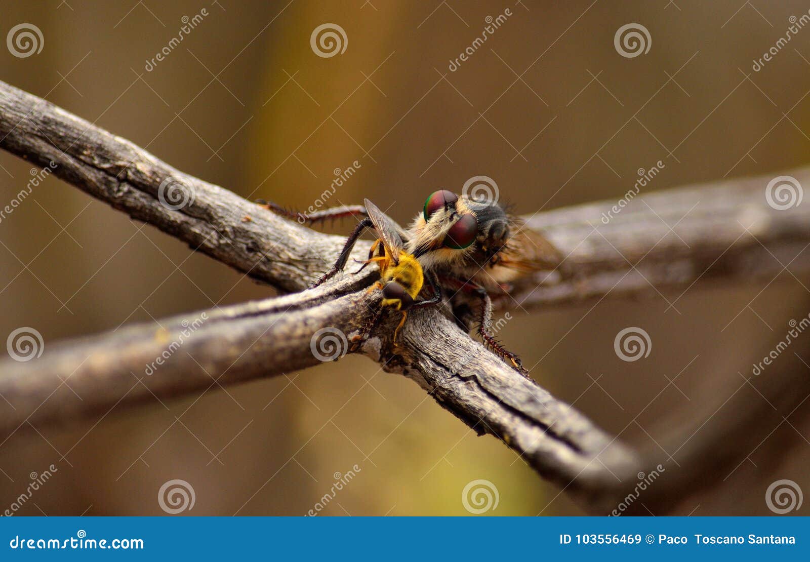 Robber fly and bee stock image. Image of kingdom, arthropods - 103556469