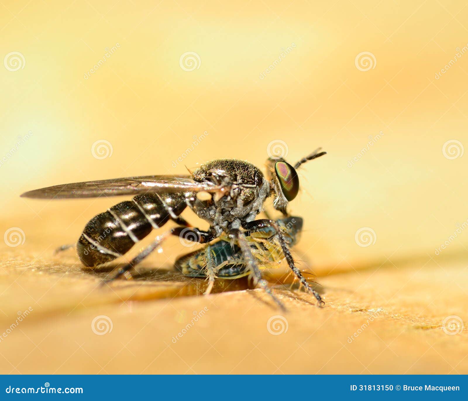 Robber Fly stock photo. Image of fauna, pest, nature - 31813150