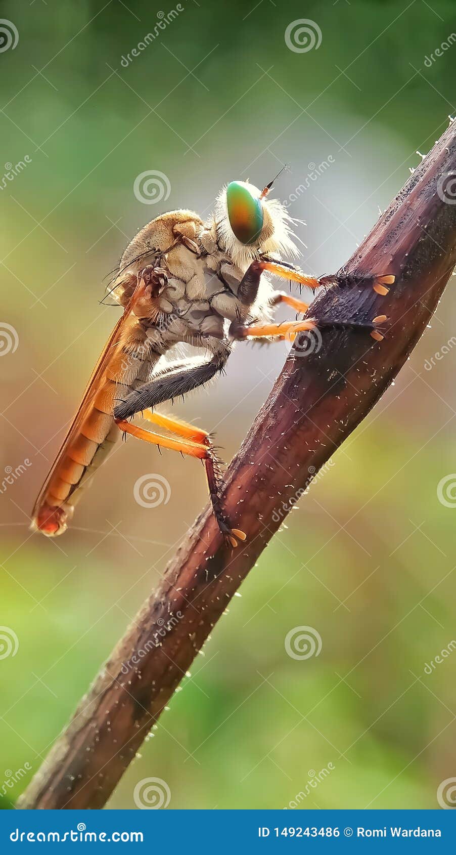 Robber Fly the Predator& X22; Stock Photo - Image of predator, insect ...