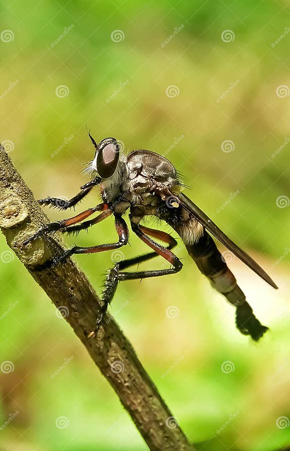 Robber Fly the Predator stock image. Image of robber - 149064545